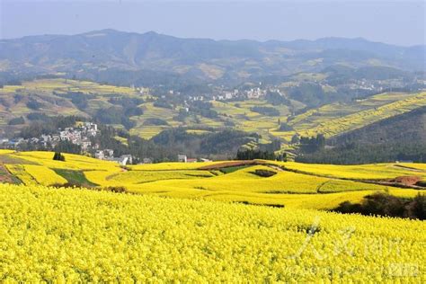 云南罗平：春到梯田 人民图片网