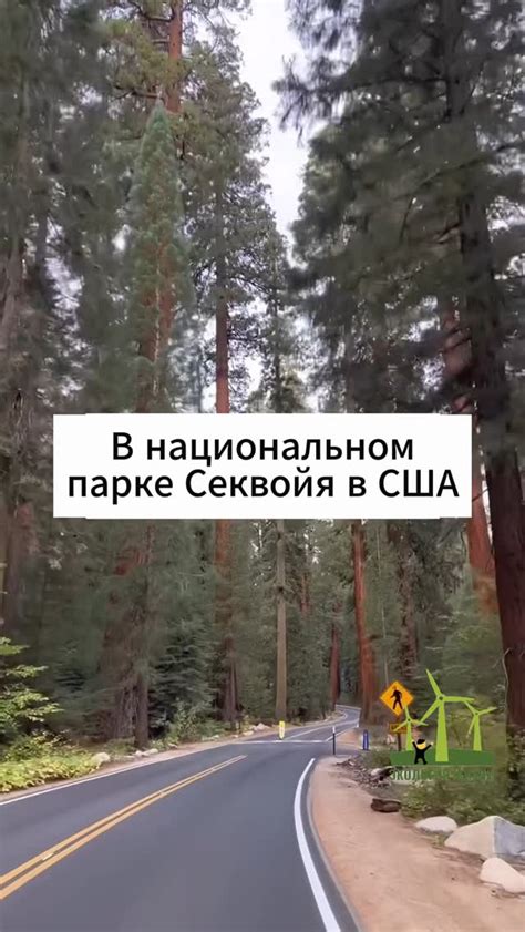 🌳 Что растёт в национальном парке Секвойя Эти потрясающие великаны Секвойяде́ндроны