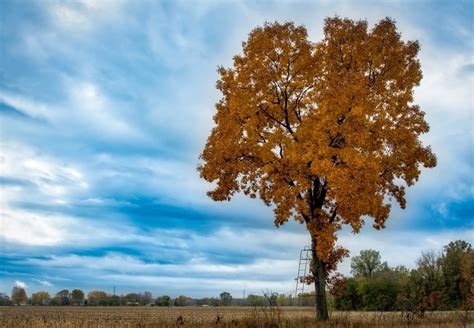 Hickory Nuts Growth Care And Harvest Guide GFL Outdoors