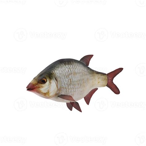 Redeye Bass Fish Isolated 18876129 Png
