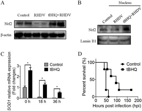 Nf κb And Keap1 Interaction Represses Nrf2 Mediated Antioxidant