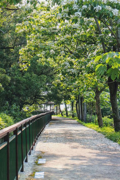 台中景點 外埔水流東桐花步道 高鐵觀景台 永豐六分桐花步道 輕旅行