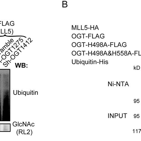 Ogt Enhances Mll5 Stability By Inhibiting Its Ubiqutiylation A