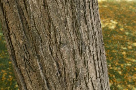Tipuana Tipu Tree Close Up Stock Image Image Of Garden 253282625