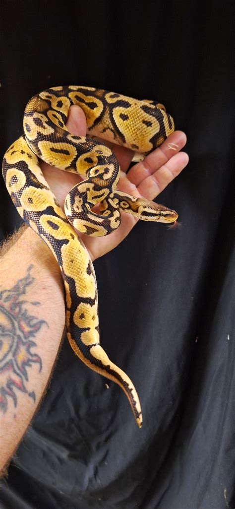 ADULT FEMALE PASTEL PERCENT HET LAVENDER BALL PYTHON Reptile Mart