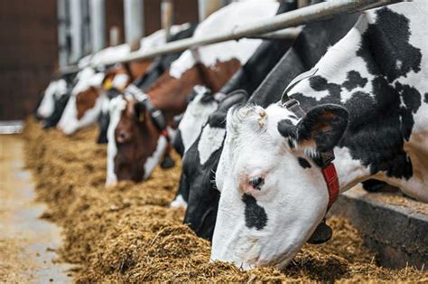 How Dairy Farmers Make The Most Of Cow Feed — New York Dairy