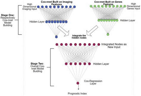 The Architectures Of Two Stage Cox Nnet The First Stage Builds Download Scientific Diagram