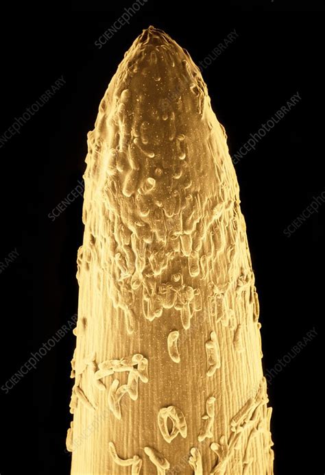 SEM Of Root Cap Of Wheat Triticum Vulgare Stock Image B705 0047 Science Photo Library