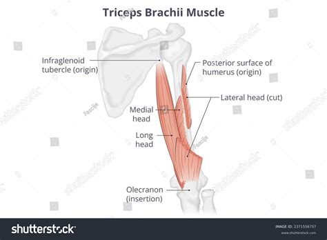 Tubercle