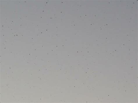 Ppt Radar Systems For Bird Detection In The Local Area Powerpoint Presentation Id 4240861