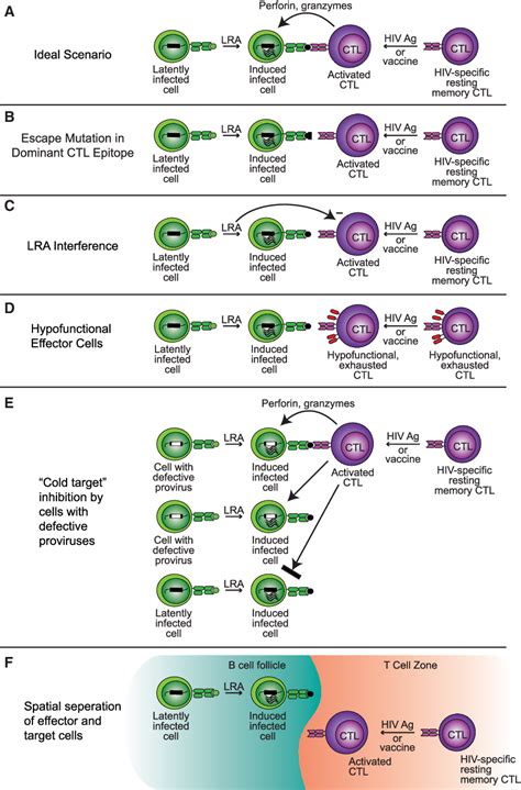 Figure 3 From Targeting The Latent Reservoir For Hiv‐1 Semantic Scholar