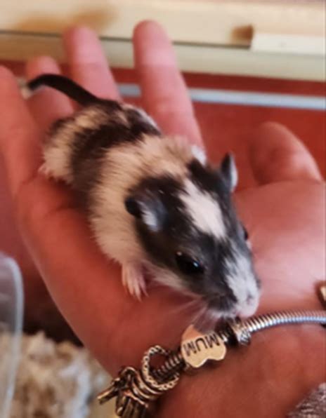 Tips For Buying Gerbils Gerbil Hub