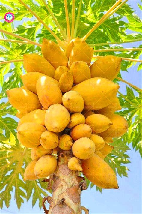 Dwarf Banana Tree Seeds 50pcs Delicious Perennial Fruit Free Shipping