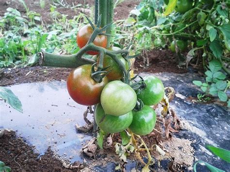 中玉トマトの「mr浅野のけっさく」を収穫 家庭菜園日記 －東京の畑－