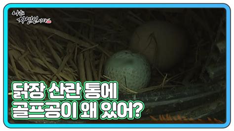 자연인과 똘만이의 안내를 받아 자연인 집 둘러보기 닭장 산란 통에 골프공이 왜 있어 Mbn 220907 방송 Youtube