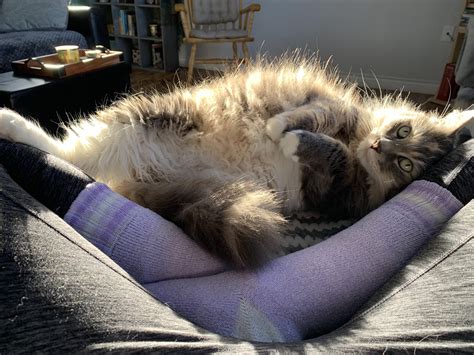 Heres My Derpy Girl Rderpycats