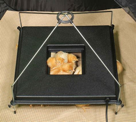 The Vrooder™ The Brooder Heater Plate With A View Warms Up To 30 Chicks 110v Ac 40 Watts