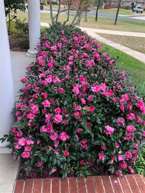 53 Best Low Maintenance Evergreen Shrubs Artofit