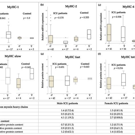 A C Sex Specific Relative Mrna Expression Of Myosin Heavy Chains