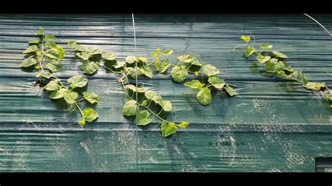 20231229 성주참외사진 굳이억지로스트레스받는시간을만들지마십시오 일을줄이고 먹고살고 타인들에게도움을줄수있는삶 그런삶을만들어내십시오 Youtube