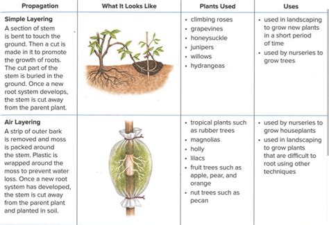 Plant Cloning Process