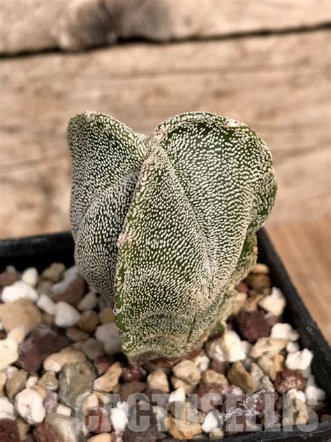 Shpr8935 Astrophytum Myriostigma Cv Onzuka Cactus Online