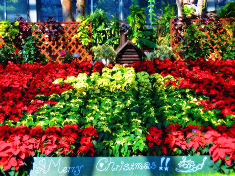Merry Christmasの風景壁紙写真まさぞう