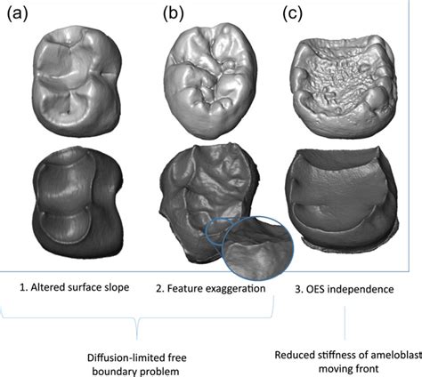A Tooth Crown Morphology Framework For Interpreting The Diversity Of