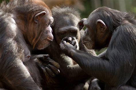 The Unique Human Body Part That Evolution Cannot Explain