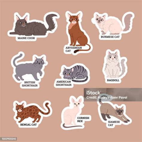 다양한 고양이 품종 스티커 세트 갈색 배경에 분리된 평면 벡터 그림 애완고양이에 대한 스톡 벡터 아트 및 기타 이미지 애완고양이 벵골고양이 컴퓨터 그래픽 Istock
