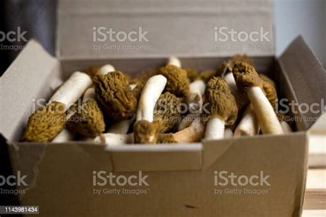 Morel 원뿔 Morchella Conica 접시에 맛 있는 식용 버섯 맛 있는 유럽 야생 버섯의 무리 0명에 대한 스톡 사진