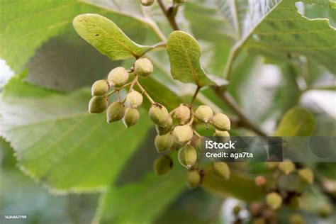 Tilia Platyphyllos 큰 잎이 달린 라임 너트 근접 촬영 선택적 초점 참피 나무에 대한 스톡 사진 및 기타 이미지