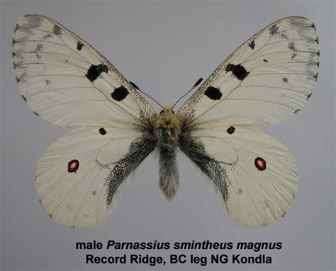 Parnassius
