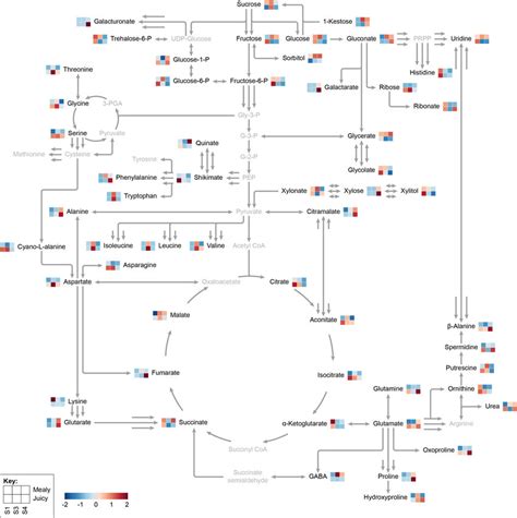Primary Metabolism Pathway Reconstruction The Map Shows The Download Scientific Diagram