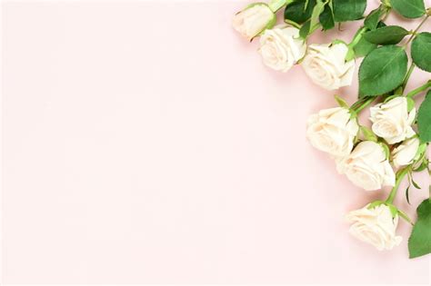 꽃 구성 배경입니다 창백한 분홍색 배경에 아름 다운 크림 장미 평면도 복사 공간 0명에 대한 스톡 사진 및 기타 이미지 0명