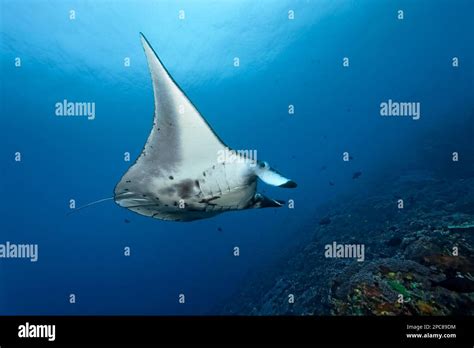 Reef Manta Ray Mobula Alfredi Swimming Over Coral Reef Lake Sawu