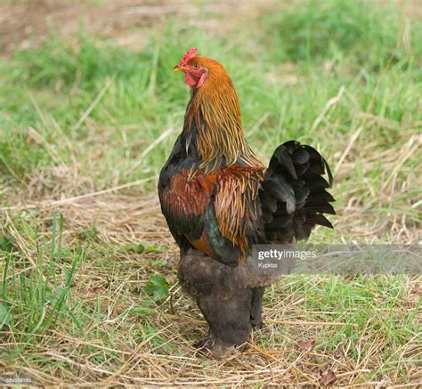 Merans Cockrel Poule De Marans Is A Breed Of Chicken From The French