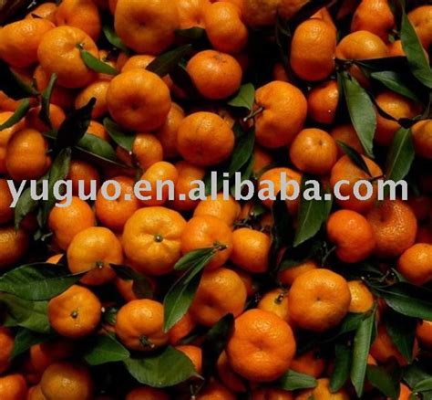 Canned Mandarin Oranges Peeledchina Da Hong Moutain Price Supplier