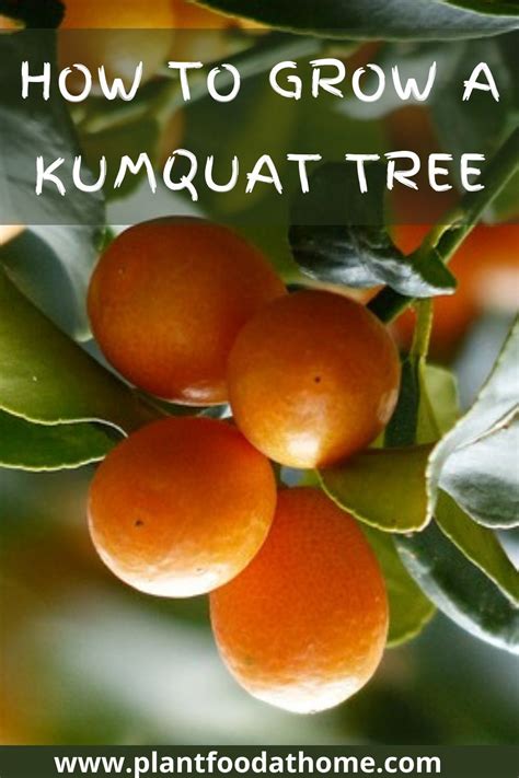 How To Grow Kumquats Complete Guide To Kumquat Tree Care Kumquat
