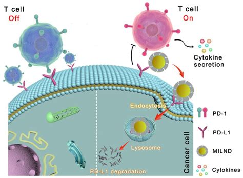刘震教授团队在免疫检查阻断治疗领域连续取得进展