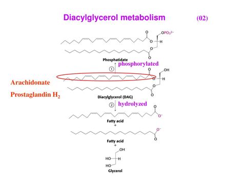 Ppt Chapter Signal Transduction Pathways Powerpoint Presentation