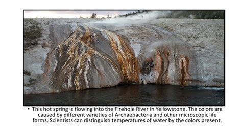 Essential Knowledge Classification Bacteria Peer Program Youth Stem Promotion