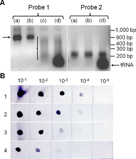 In Situ Hybridization For The Precise Localization Of Transcripts In Plants