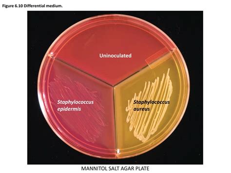 Ppt Lesson 4 Classification Of Microorganisms Powerpoint
