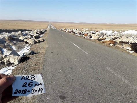 Зам дагуу сумын төвд хаясан 320 тонн малын сэг зэмийг устгажээ
