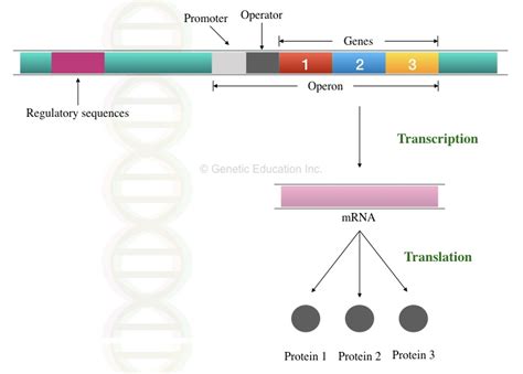 Lac Operon Diagram To Label Operon Definition Structure Parts
