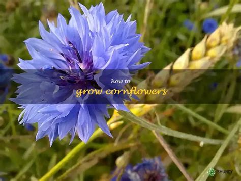 The Simple Guide To Growing Cornflowers Shuncy