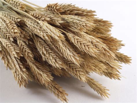 Barley The Original Superfood The Healthy Grain BARLEYmax And