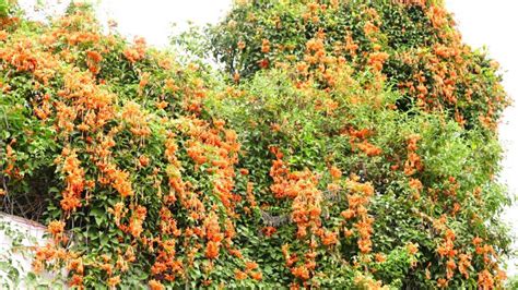 云游福建：炮仗花开春意浓 Apple 101°