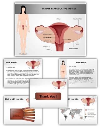 Female Reproductive System PowerPoint Presentation Template With